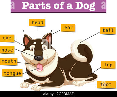Diagram showing parts of dog Stock Vector Image & Art - Alamy