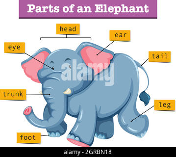 Diagram showing parts of elephant Stock Vector Image & Art - Alamy