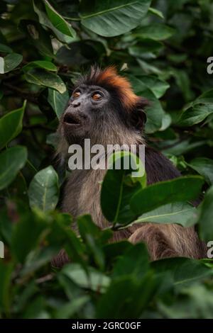 Ugandan Red Colobus - Piliocolobus tephrosceles, beautiful shy rare ...