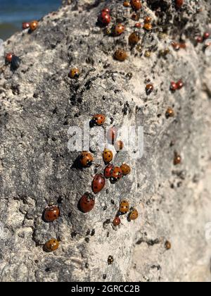 Many red bugs on the rock Stock Photo - Alamy