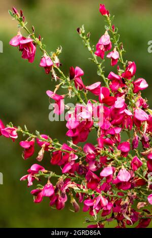 Cytisus "Boskoop Ruby", Scotch Broom Stock Photo - Alamy