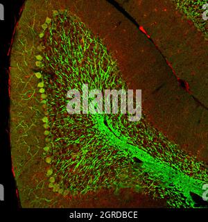 Cerebellar folium from a section of mouse brain, labelled with ...