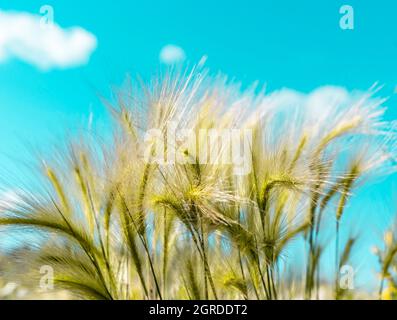 Agriculture barley tree, barley wallpaper Stock Photo - Alamy