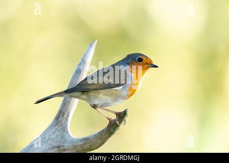 Robin on Red Deer Antler Stock Photo - Alamy