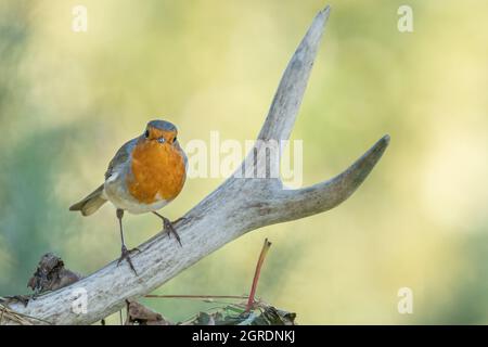 Robin on Red Deer Antler Stock Photo - Alamy