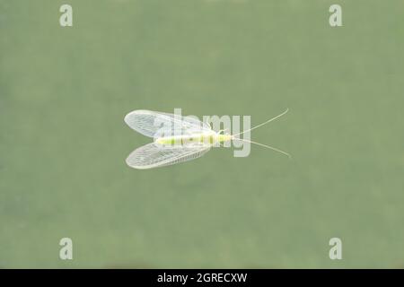 Green Lacewing insect on window glass viewed from underneath ...