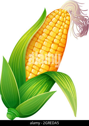 corn cob fresh vegetable Stock Vector Image & Art - Alamy