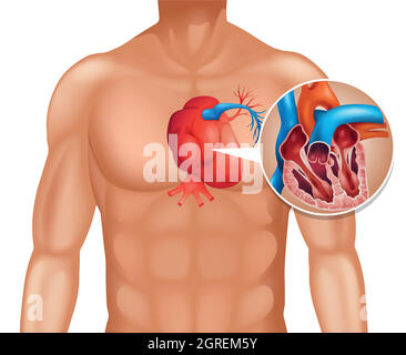 Illustration of human heart. Object for medicine and health Stock ...