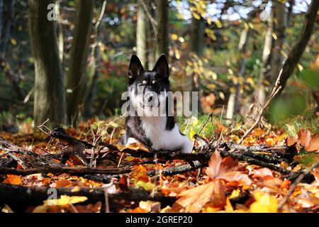 Portrait of a graceful Syberian husky in the woods at fall Stock Photo ...