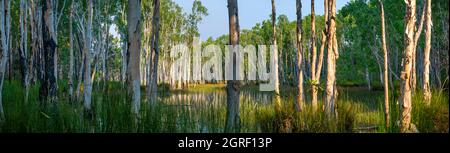 Coastal tea tree swamp in township of Weipa, Cape York Peninsula, North ...