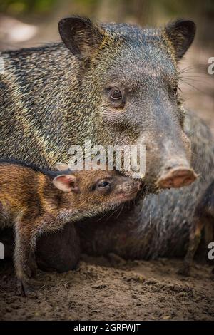 Collared Peccary baby (Tayassu tajacu) squashed in between sleeping ...