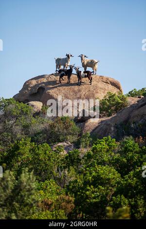 France Corse du Sud Goats Stock Photo - Alamy