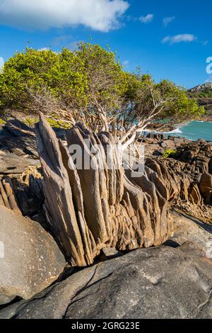 Vertical rock slabs and mangrove at the tip of Australian, Cape York ...