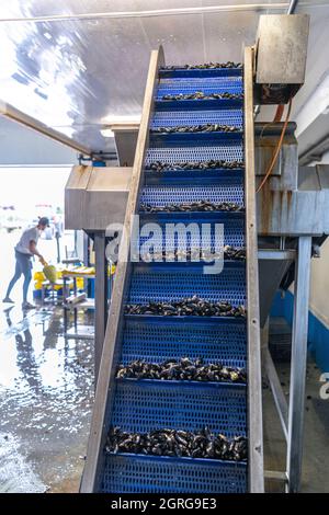 Mussel farmers harvest bouchot mussels using their boat Stock Photo - Alamy