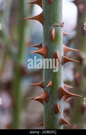 Vertical macro of sharp red rose thorns on a reddish stem with green ...