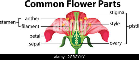 Science of Common Flower Parts Stock Vector Image & Art - Alamy