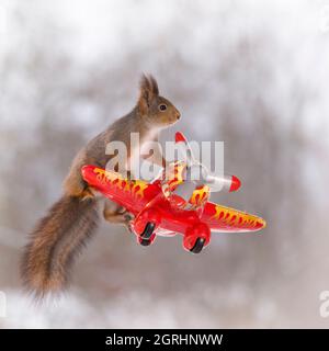 red squirrel is standing on a plane Stock Photo - Alamy