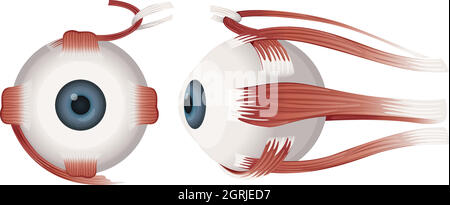 Medial rectus - Human eye muscle depicted in labeled anatomy chart ...