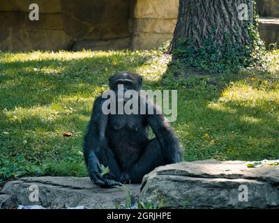 Monkey in Kansas City Zoo Stock Photo - Alamy