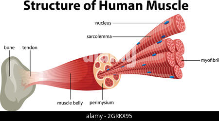 A Structure of Human Muscle illustration Stock Vector Image & Art - Alamy