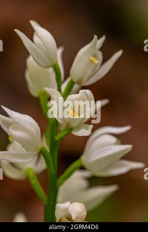 Cephalanthera longifolia flower growing in the field, macro Stock Photo ...