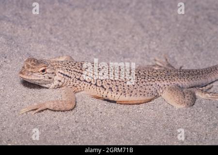 Coachella Valley Fringe-toed Lizard, Uma inornata, in the Sonoran ...
