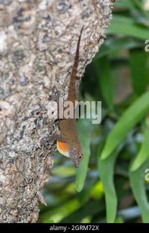Anolis distichus, Santo Domingo, Dominican Republic Stock Photo - Alamy