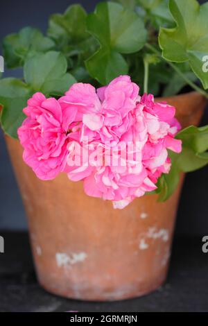 Flowers clusters of Pelargonium peltatum 'Sybil Holmes', ivy leaved ...