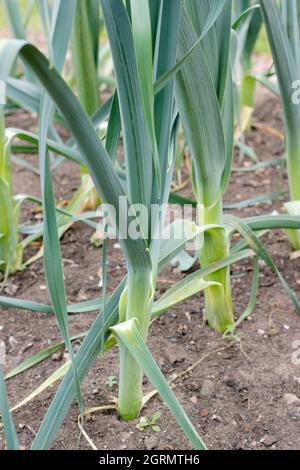 Allium porrom. Leek 'Tornado' plants growing in a vegetable plot. UK ...