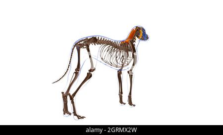 Rhomboideus muscle Dog muscle Anatomy For Medical Concept 3D ...