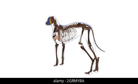 Pectoralis Superficialis muscle Dog muscle Anatomy For Medical Concept ...