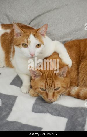 A closeup of a lazy orange cat resting in a park Stock Photo - Alamy