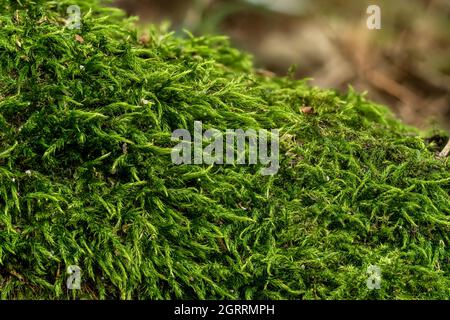 Fine green moss, Ctenidium species, growing in forest on tree, closeup ...