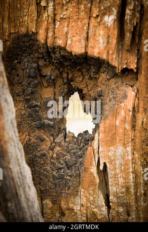 Hole through a tree trunk of an old tree Stock Photo - Alamy