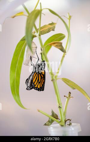 Monarch butterfly chrysalis hanging inside a green container Stock ...