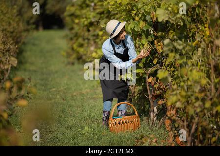 Woman harvesting grape on field Stock Photo - Alamy