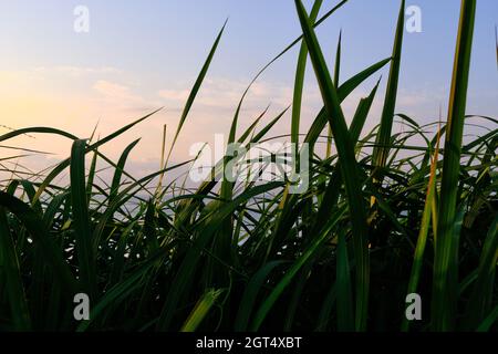 Close Up of Grase in the Morning Light Stock Photo - Alamy