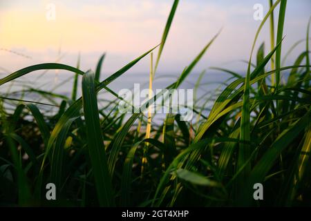 Close Up of Grase in the Morning Light Stock Photo - Alamy