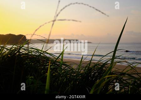 Close Up of Grase in the Morning Light Stock Photo - Alamy