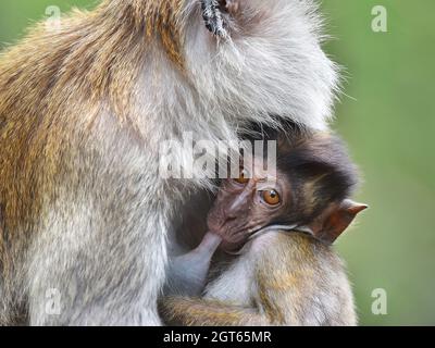 Baby monkey breastfeeding on its mother Stock Photo - Alamy