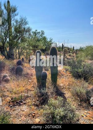 Saguaro cactus and other desert plants and vegetation such as dry ...