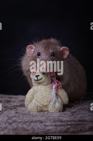 Rat teddy bear Stock Photo - Alamy