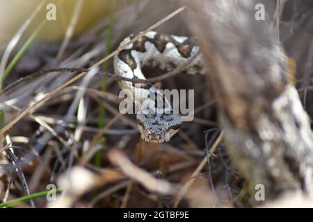 Poskok /Nose horned viper/ Vipera ammodytes in natural habitat in NP ...