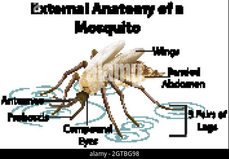 External Anatomy of a Mosquito on white background illustration Stock ...