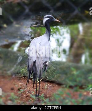 A closeup shot of a flying grey heron (Ardea cinerea) with the calm ...