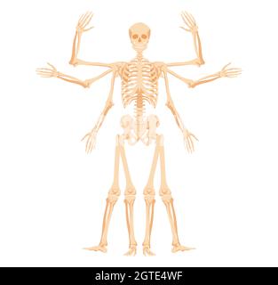 Skeleton hand gestures. Vector Halloween human skull finger bones ...