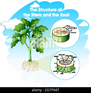 The Structure of the Stem and the Root Stock Vector Image & Art - Alamy