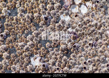 Natural texture, barnacle and oyster shells embedded on a rock on the ...
