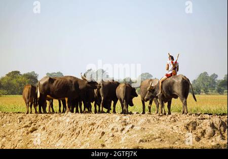 Farmer riding a buffalo on the field at countryside. this lifestyle ...