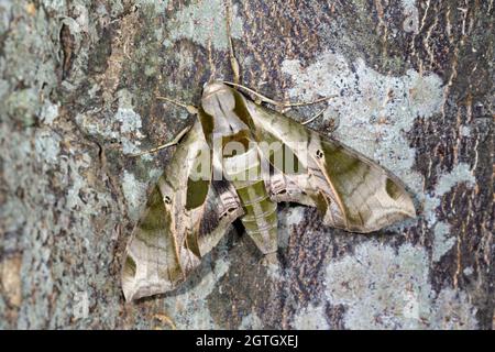Pandora Sphinx Moth (Eumorpha pandorus) 4th instar caterpillar on wild ...